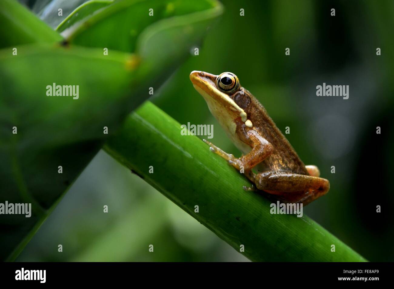 Side View Of Frog On Stem Stock Photo - Alamy