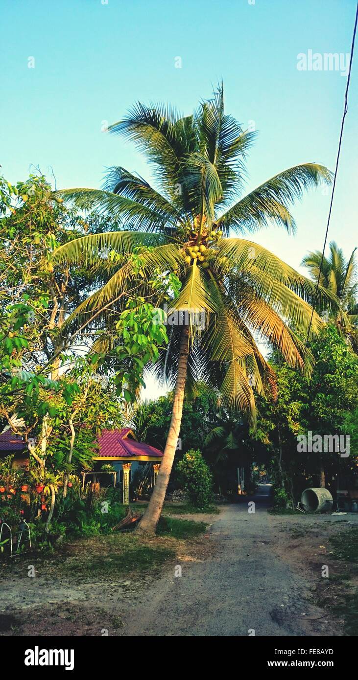 Tree and country hi-res stock photography and images - Alamy