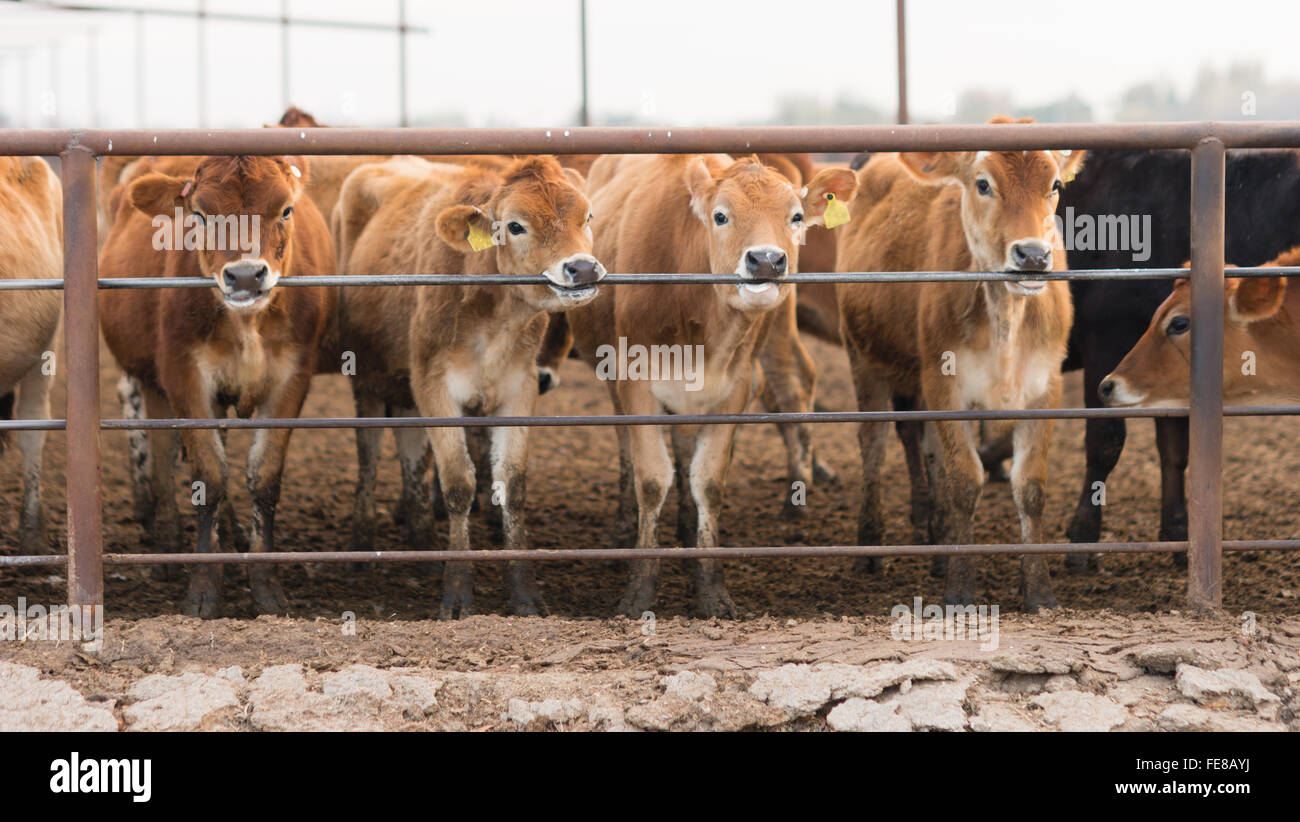 Cows lick railing metal fence ranch cattle pen Stock Photo - Alamy