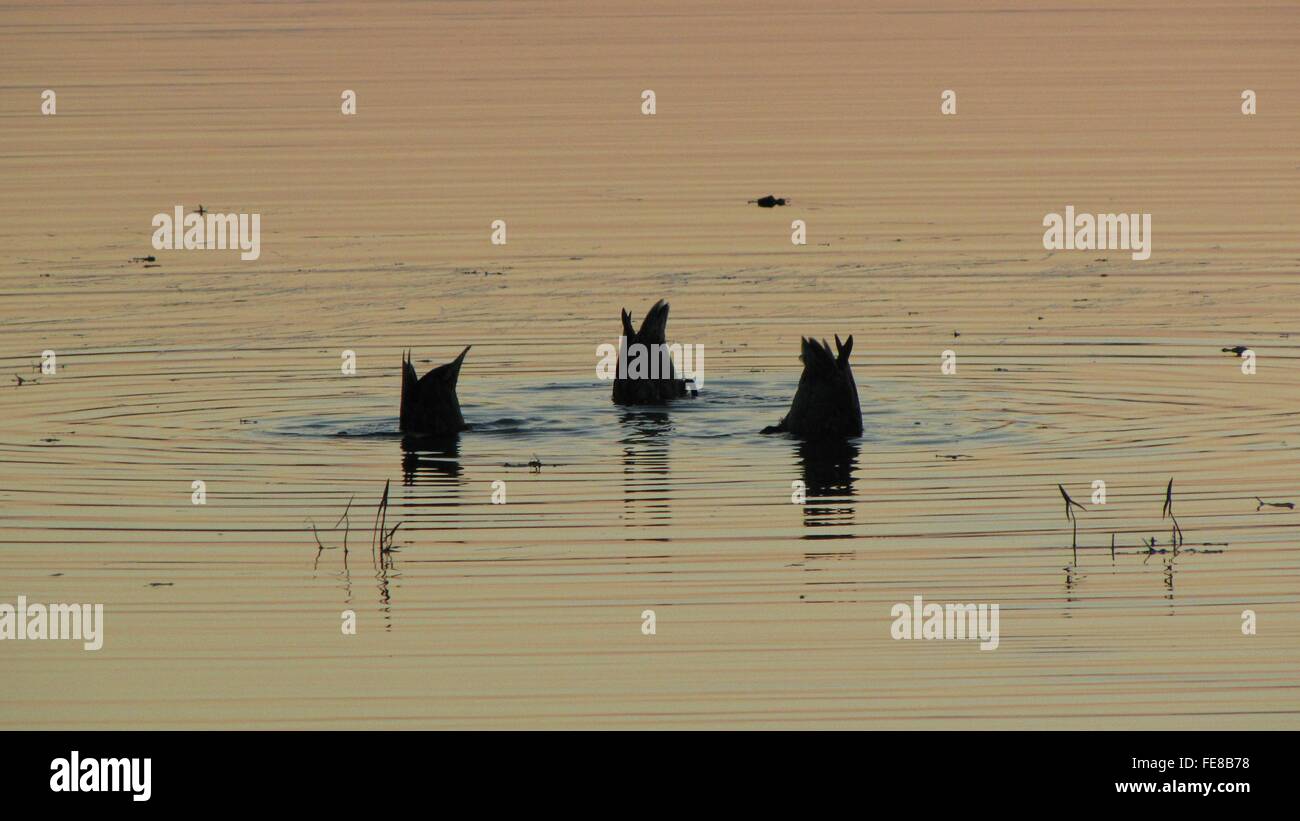 Duck upside down in water hi-res stock photography and images - Alamy