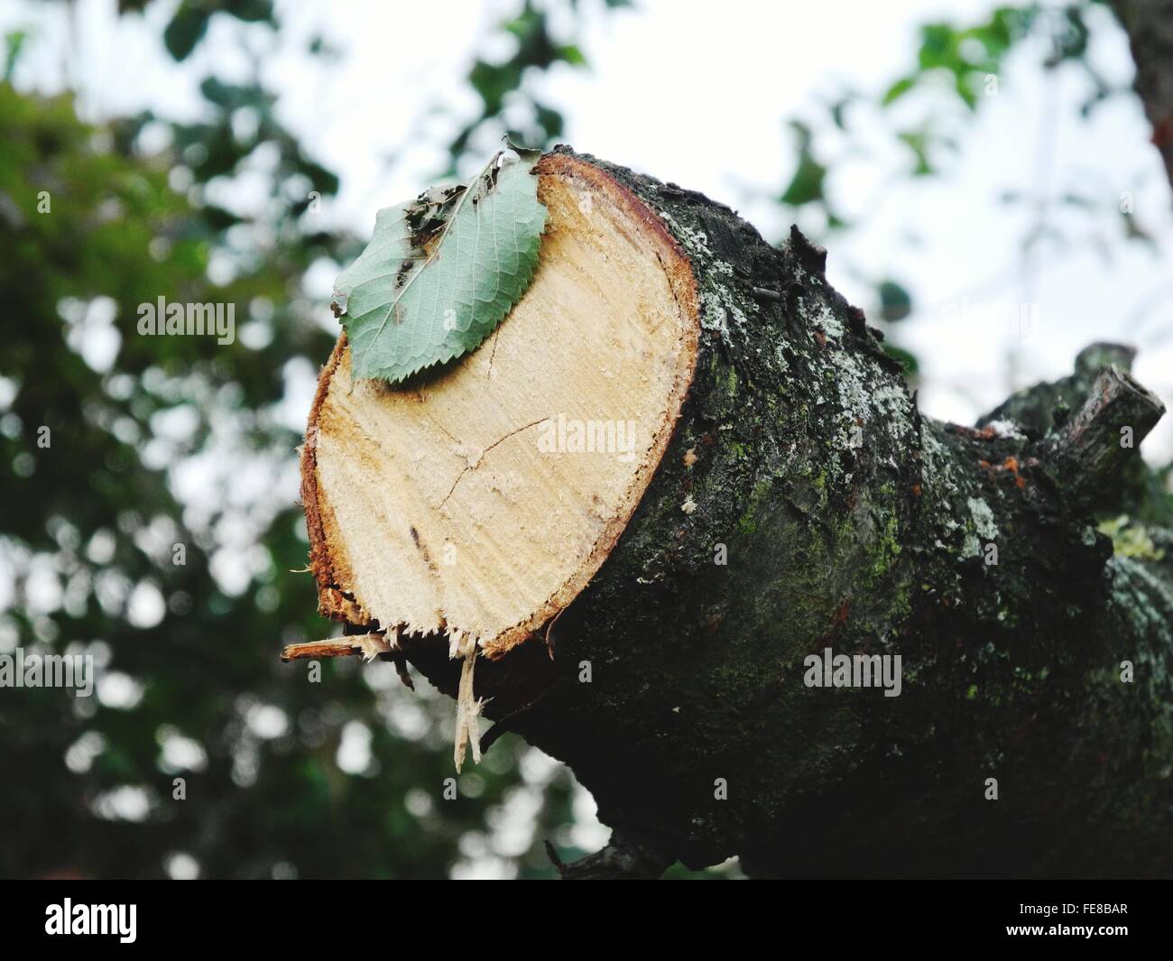 Timber in forest hi-res stock photography and images - Alamy