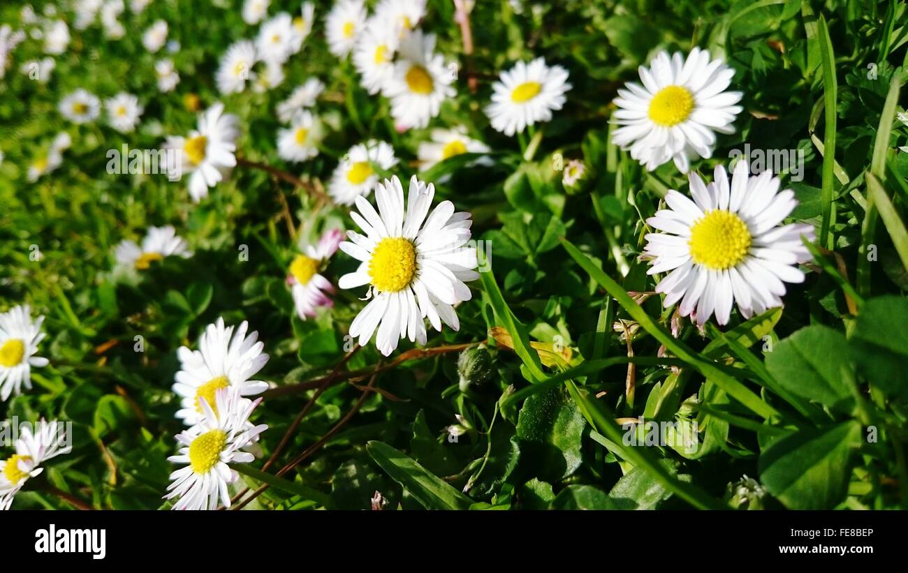 Yellow daises hi-res stock photography and images - Alamy