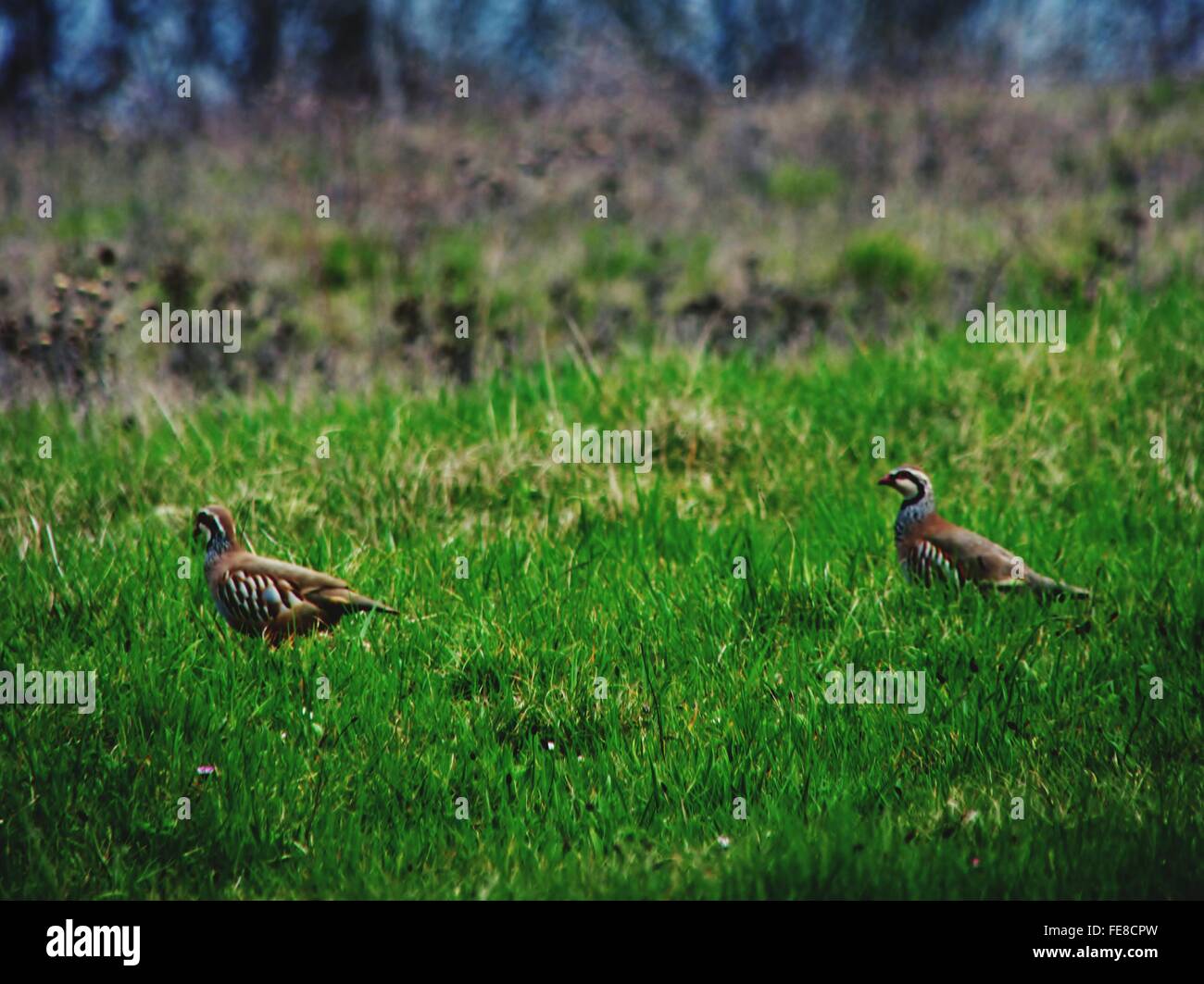 Wild partridge hi-res stock photography and images - Alamy