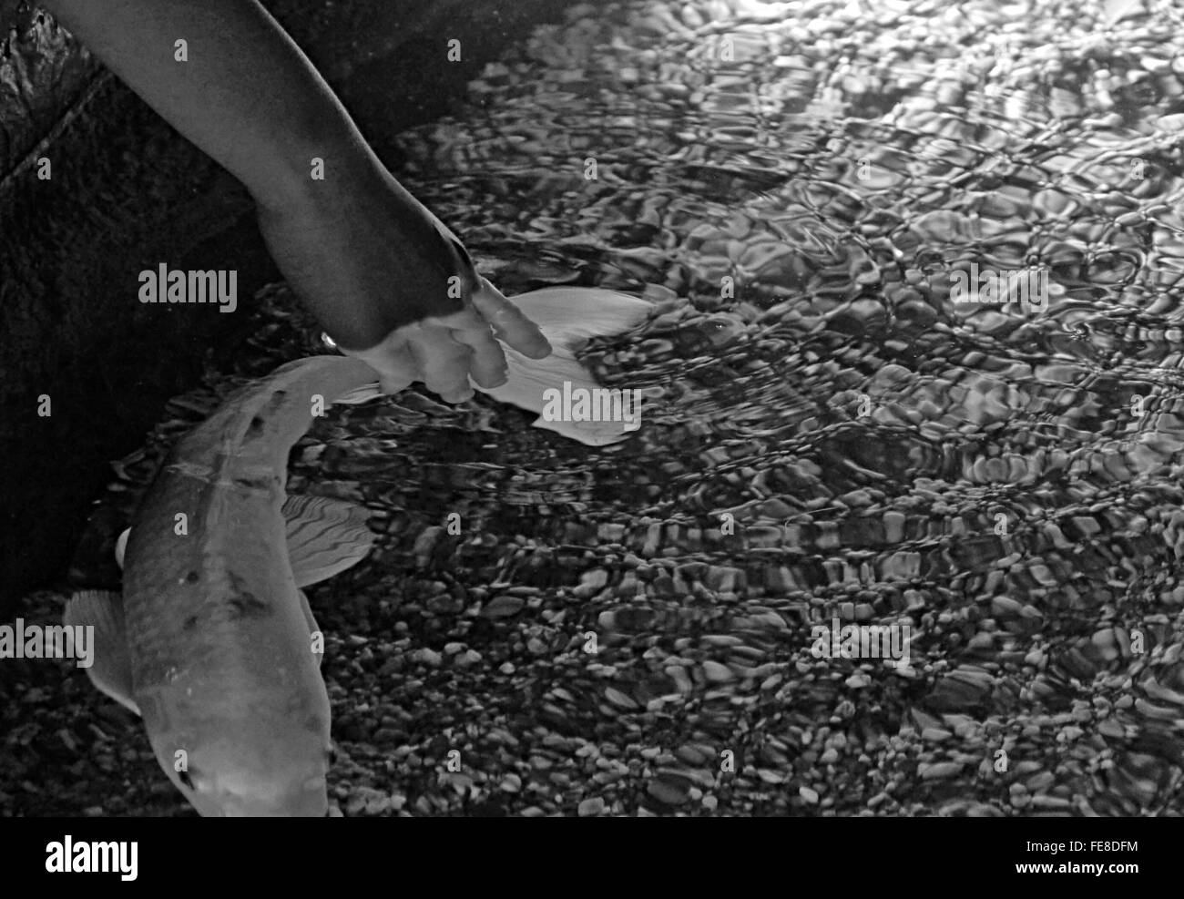 Wildlife touching Black and White Stock Photos & Images - Alamy