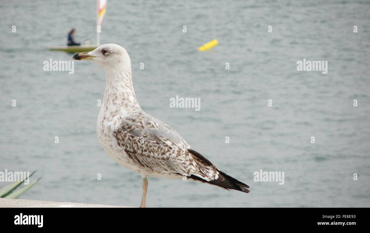 Side Profile Of Seagull High Resolution Stock Photography and Images ...
