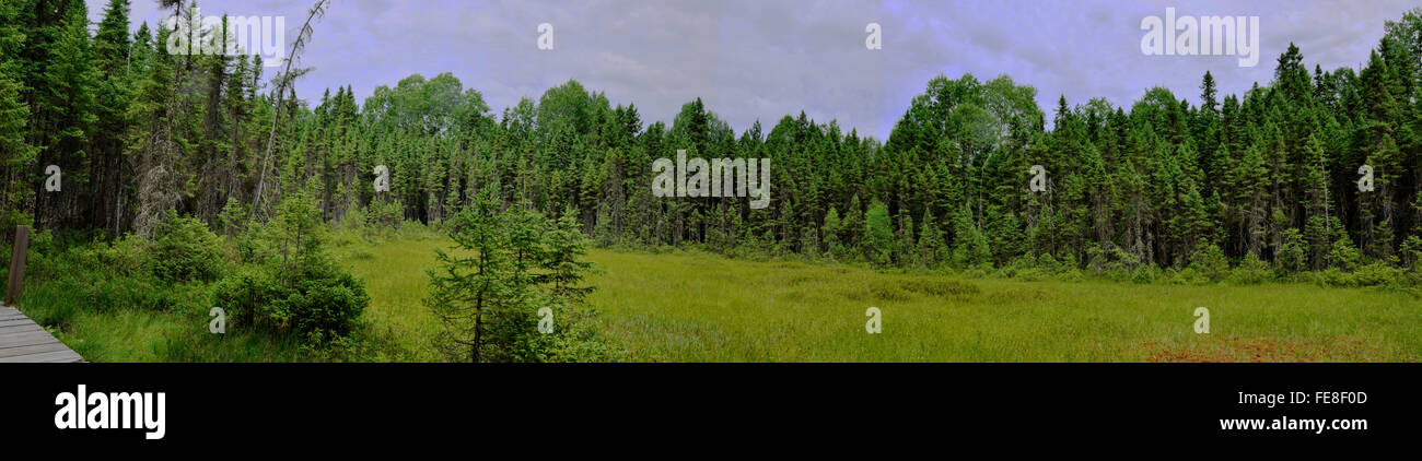 Panoramic View Of Forest Stock Photo - Alamy