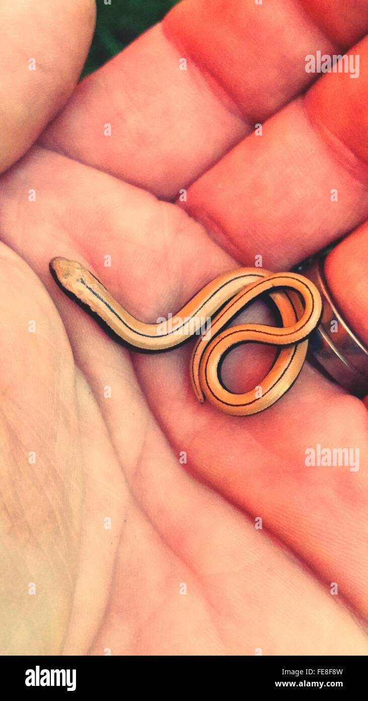 Snake Close Up Stock Photos & Snake Close Up Stock Images - Alamy