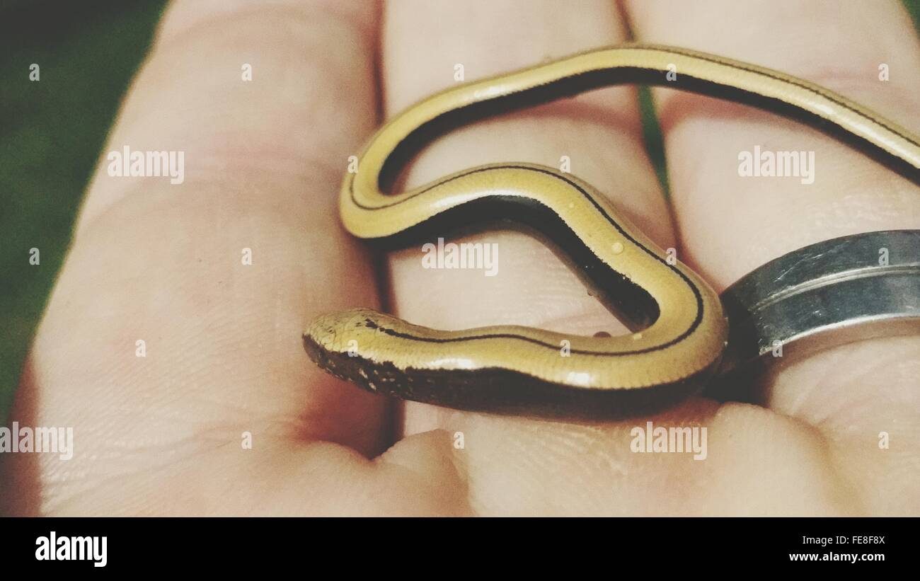 Snake on human hand High Resolution Stock Photography and Images - Alamy