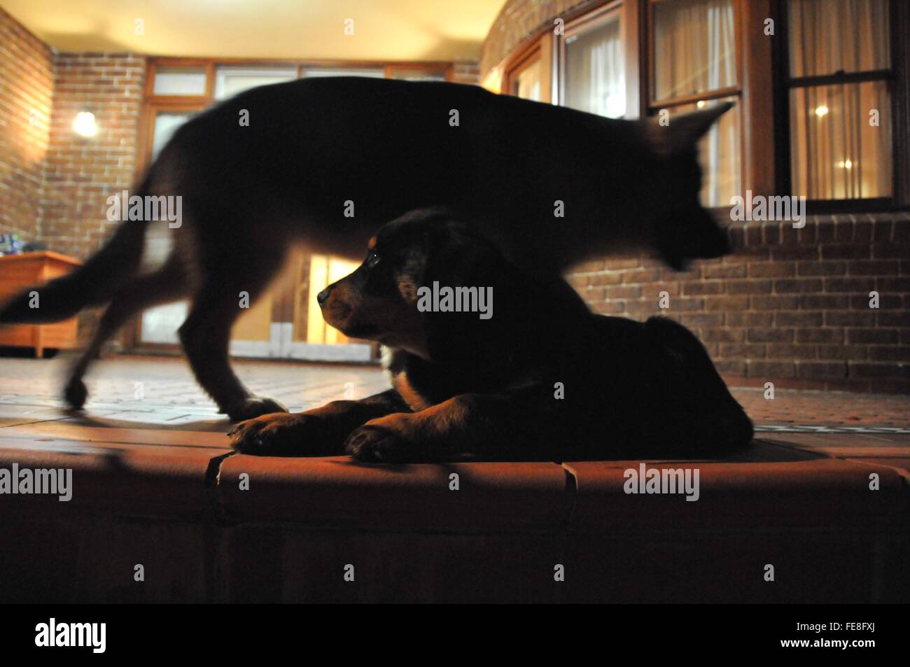Two Dogs On Floor Stock Photo - Alamy