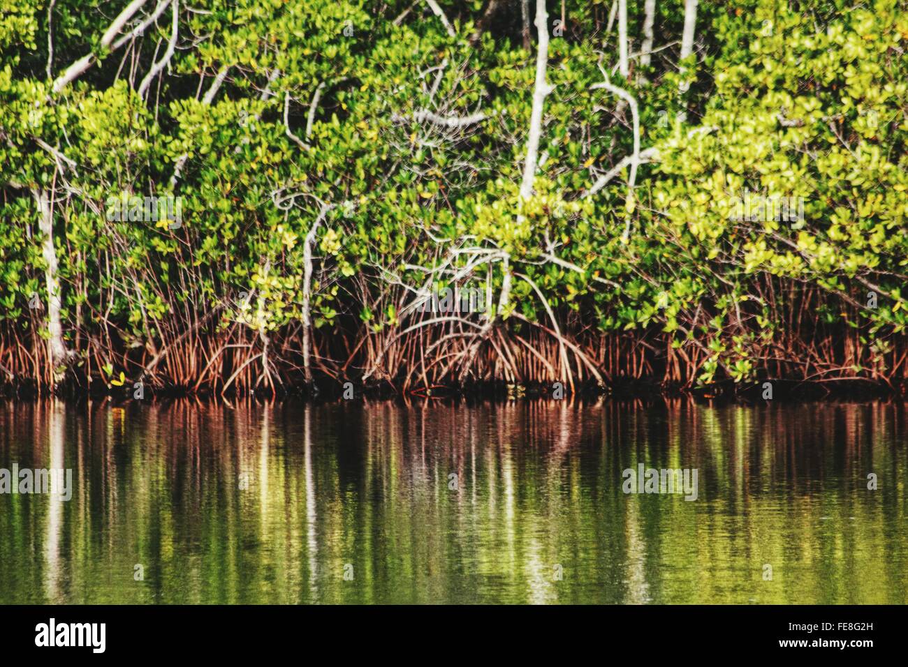 Red mangroves hi-res stock photography and images - Alamy