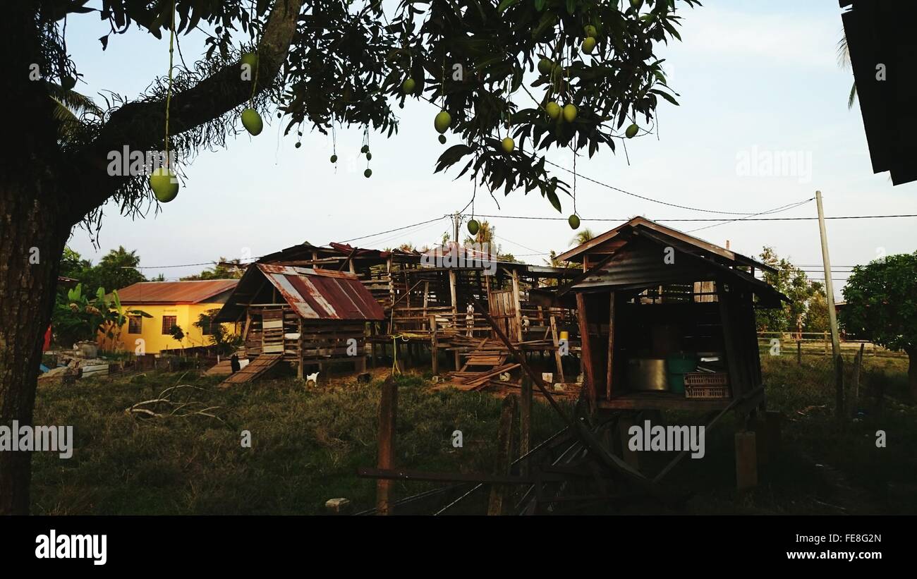 Rural Scene Of Houses And Mango Tree Stock Photo - Alamy