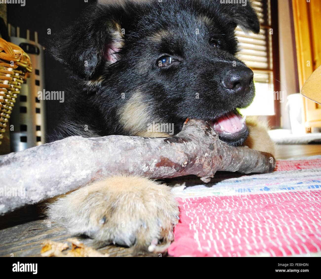 Biting animal hi-res stock photography and images - Alamy