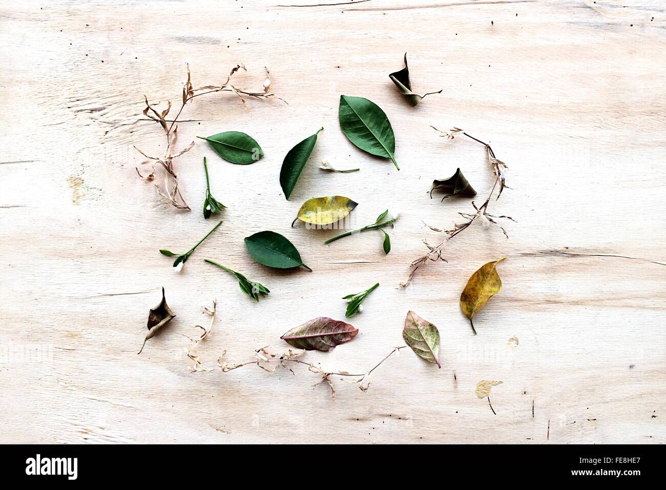 Collection of leaves hi-res stock photography and images - Alamy