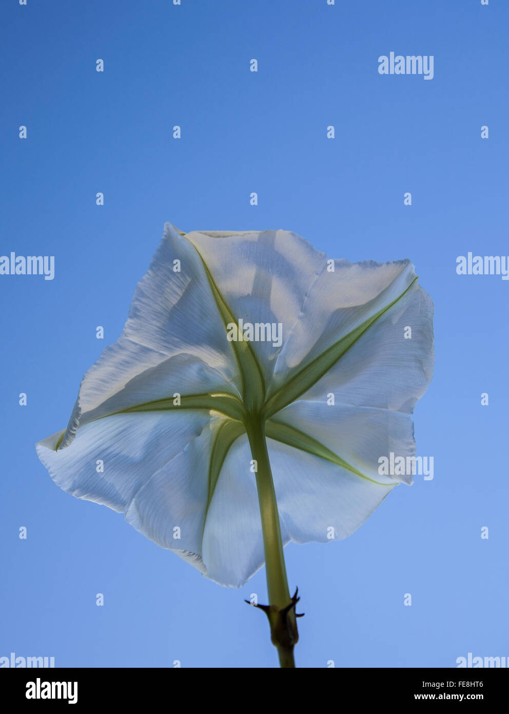 Moon flower hi-res stock photography and images - Alamy