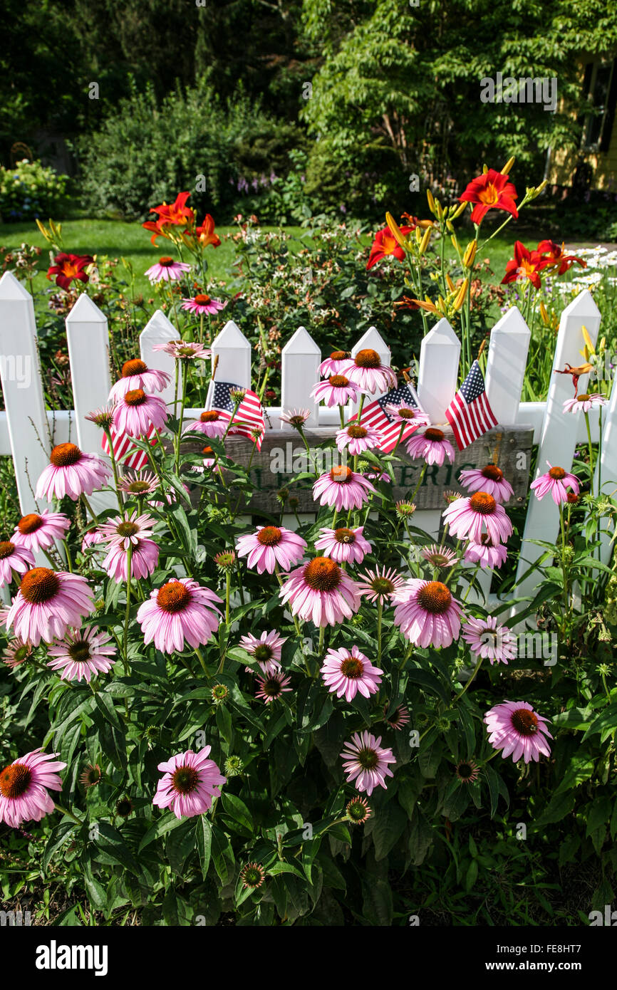 Coneflower Images Echinacea Pearl Collection JParkers
