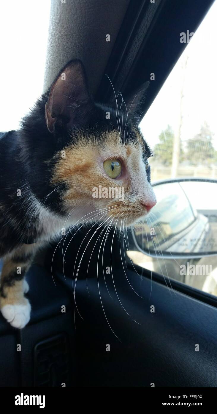 Car cat hi-res stock photography and images - Alamy
