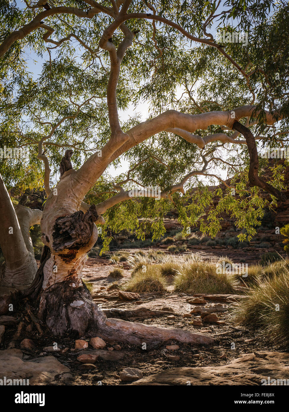 Tree On Bush Land Stock Photo - Alamy