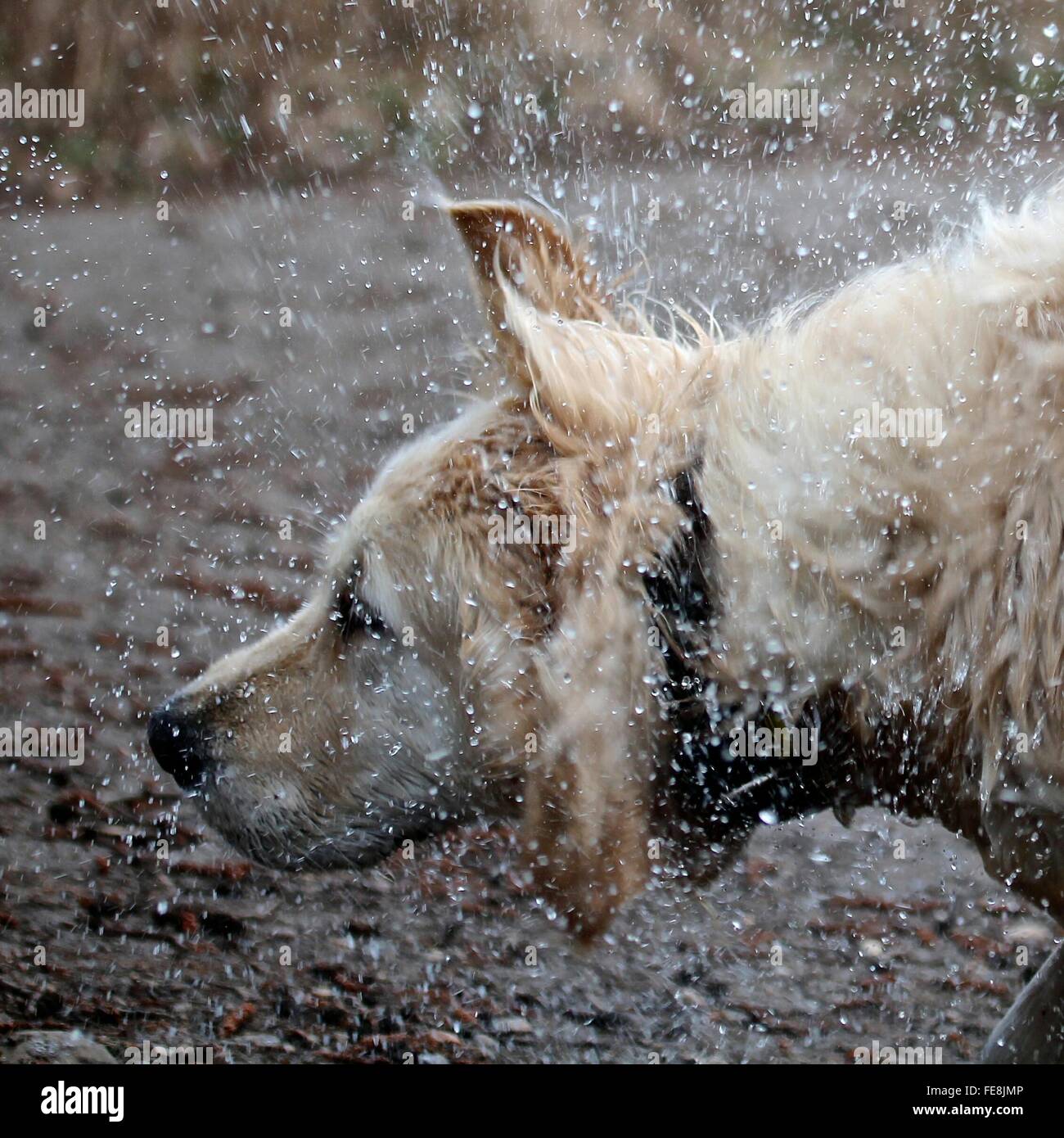 Wet dog head hi-res stock photography and images - Alamy