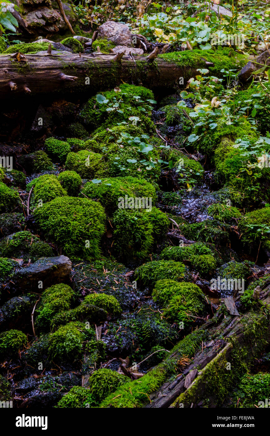 Moss and ferns in Colorado mountains alongside a hiking trail Stock ...