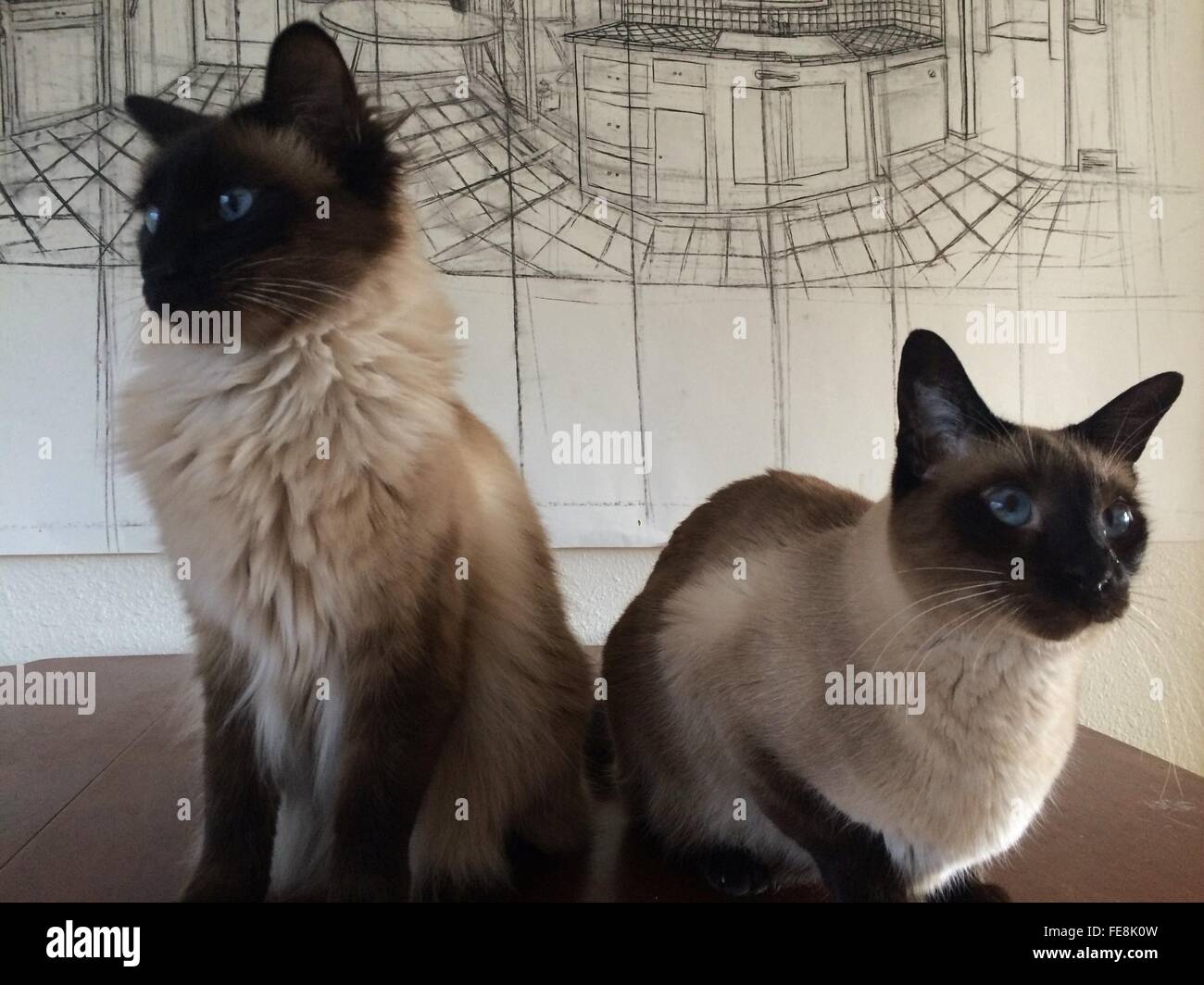 Siamese cats hi-res stock photography and images - Alamy
