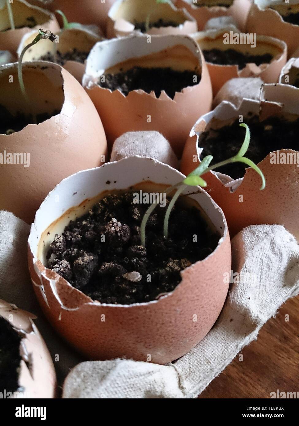 Close-Up Of Young Plant Growing In Egg Shells Stock Photo - Alamy