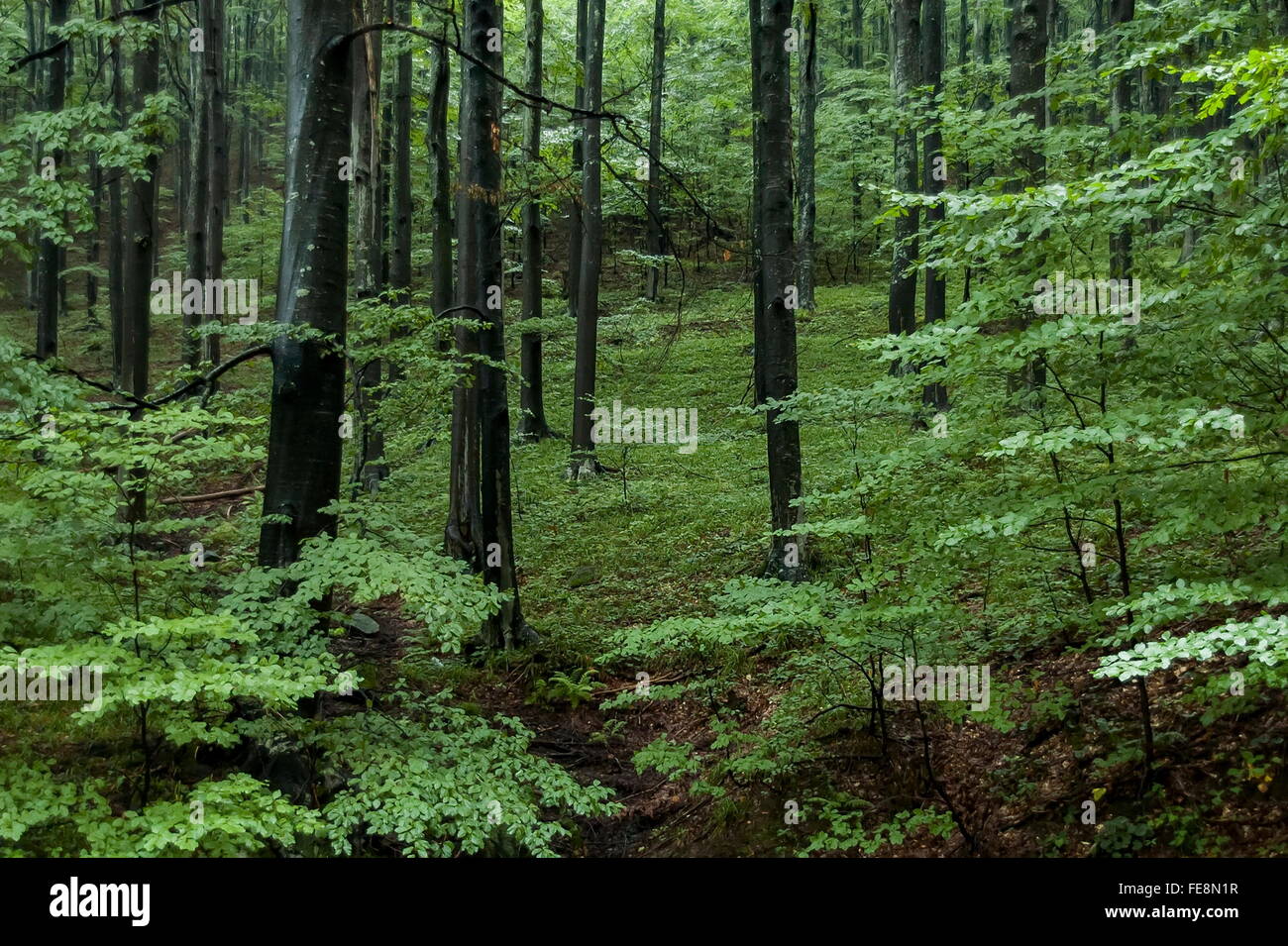 Beauty, fresh forest at Balkan mountain in rainy day, Petrohan ...