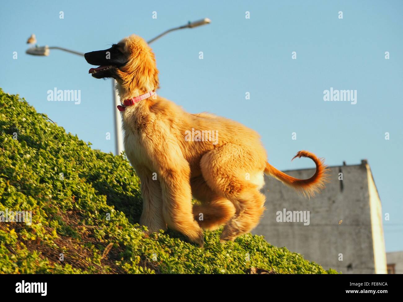 Running up to hi-res stock photography and images - Alamy