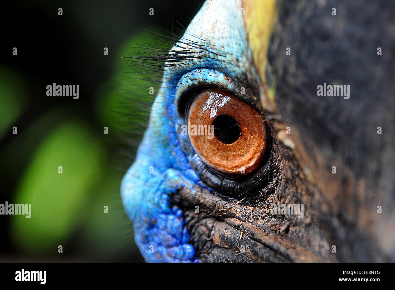 Extreme Close Up Of Animal Eye Stock Photo - Alamy