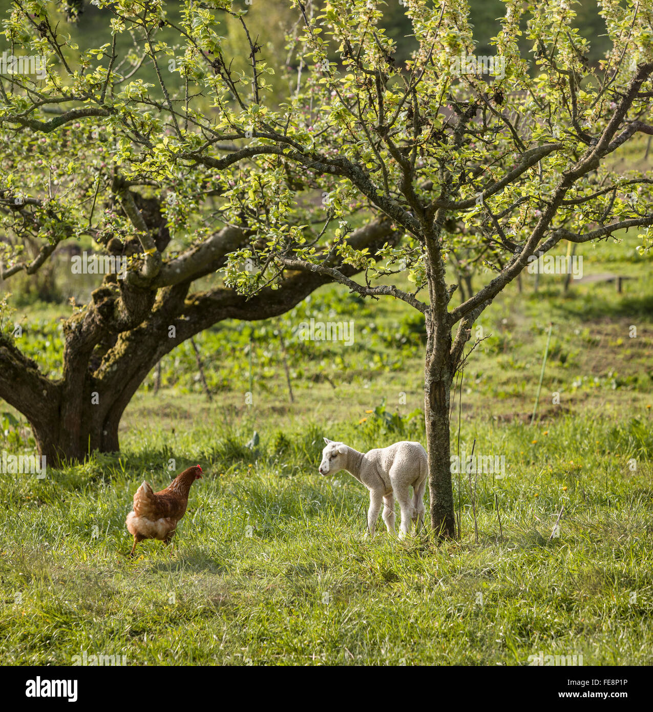 Curious baby lamb exploring chicken in orchard, Skane / Scania ...