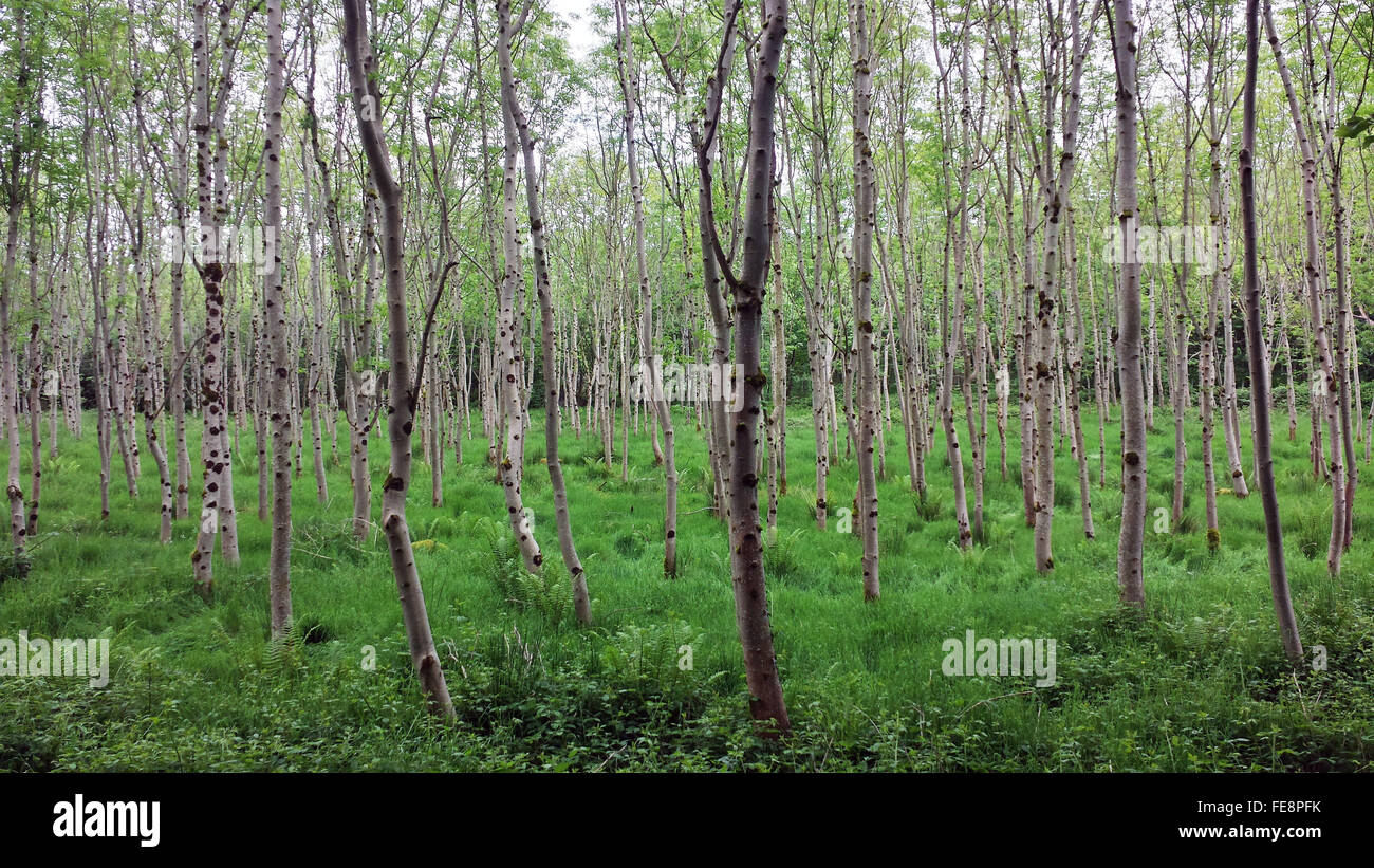 Tree farm hi-res stock photography and images - Alamy