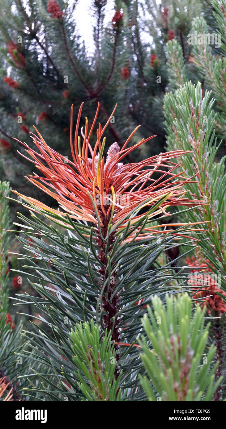 End of twig hi-res stock photography and images - Alamy