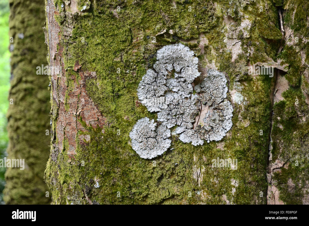 Lichen tree trunk hi-res stock photography and images - Alamy