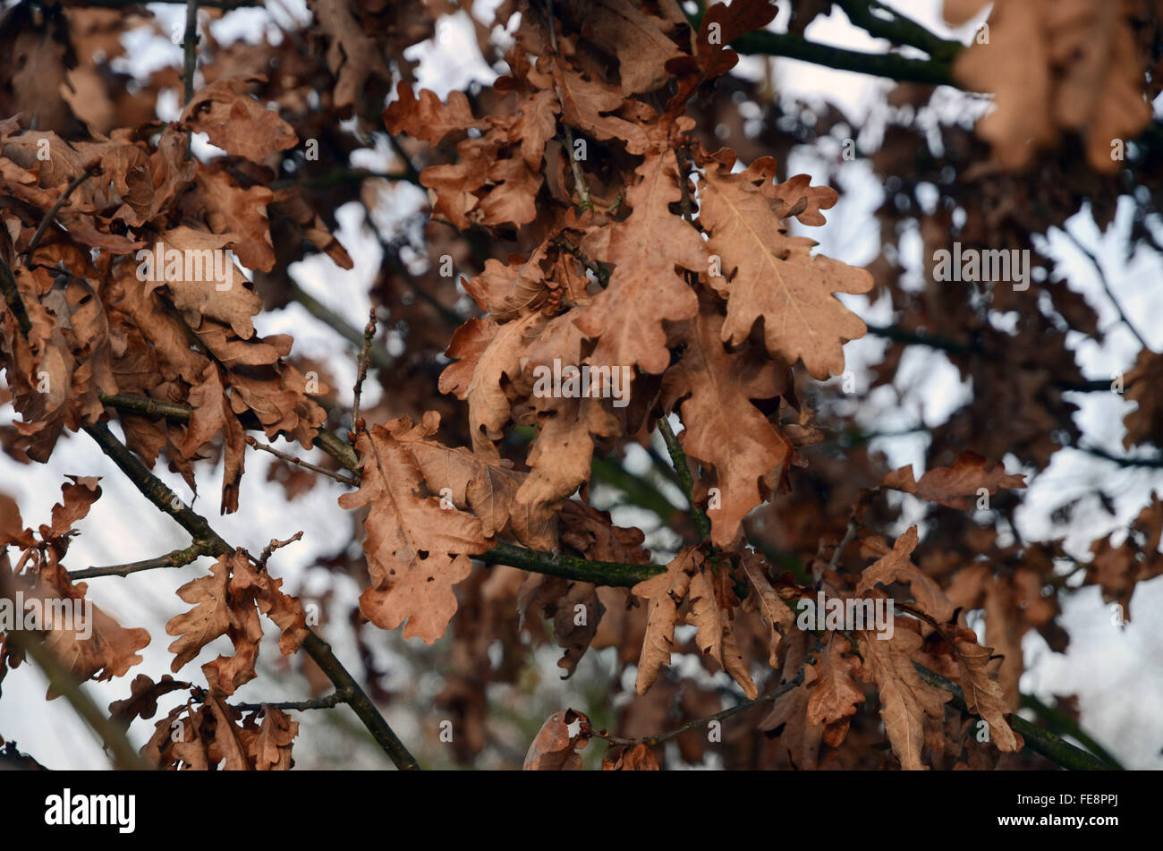 Oak Tree No Leaves High Resolution Stock Photography and Images - Alamy