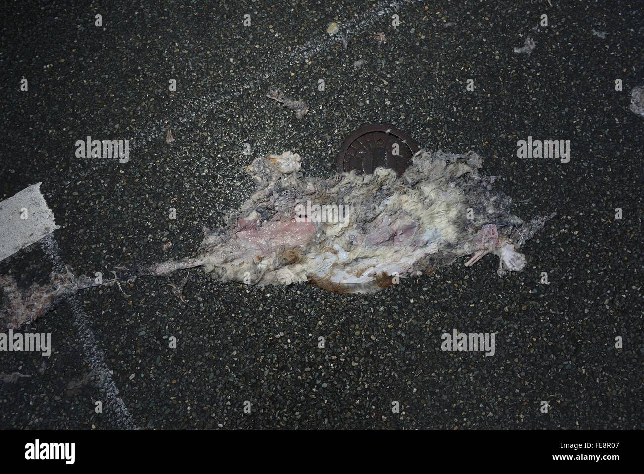 Run over rat hi-res stock photography and images - Alamy