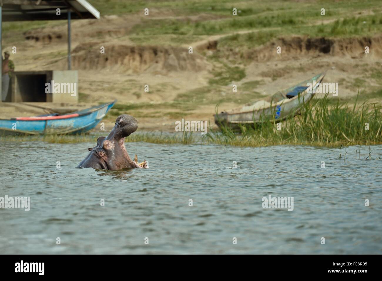 Hippo water hi-res stock photography and images - Alamy