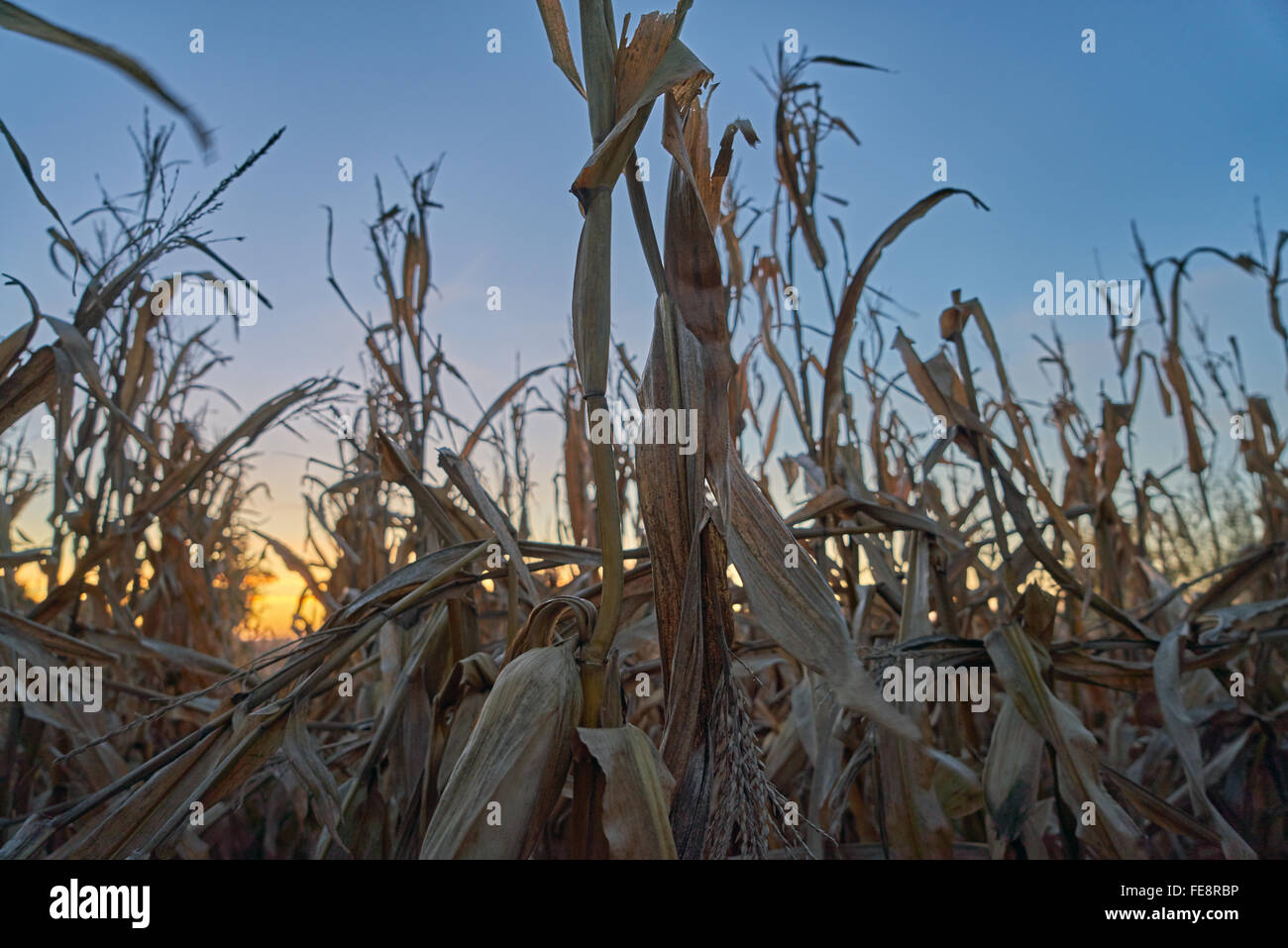 A corn field at sunset Stock Photo - Alamy