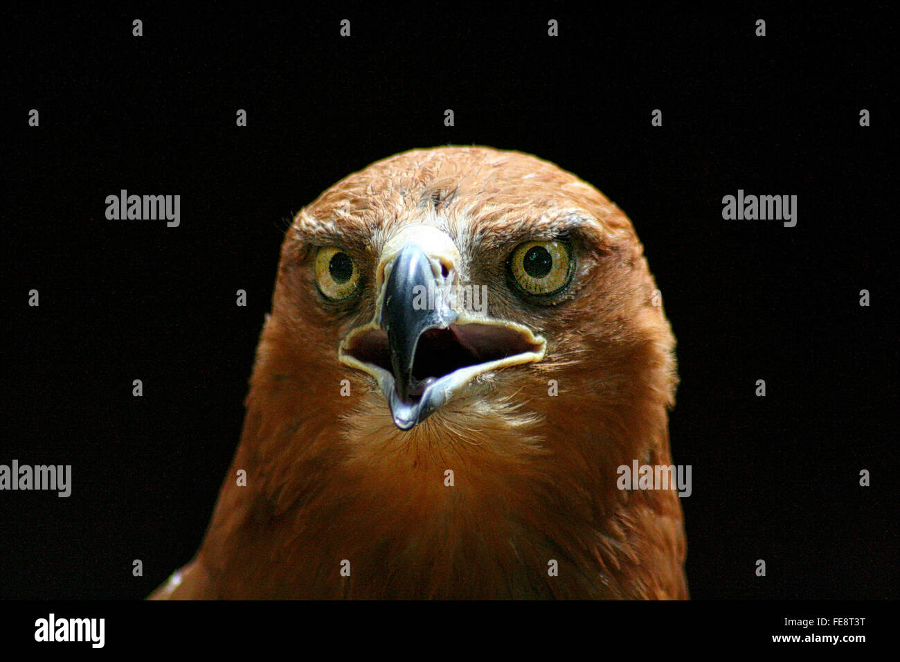 Hawks Head High Resolution Stock Photography and Images - Alamy