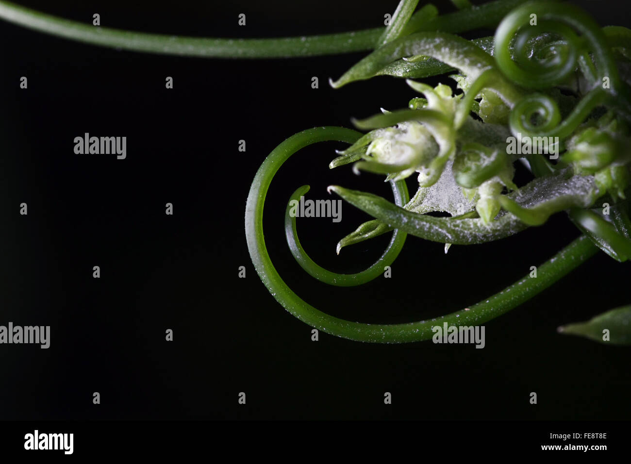 Plant Leaves Spiral High Resolution Stock Photography and Images - Alamy