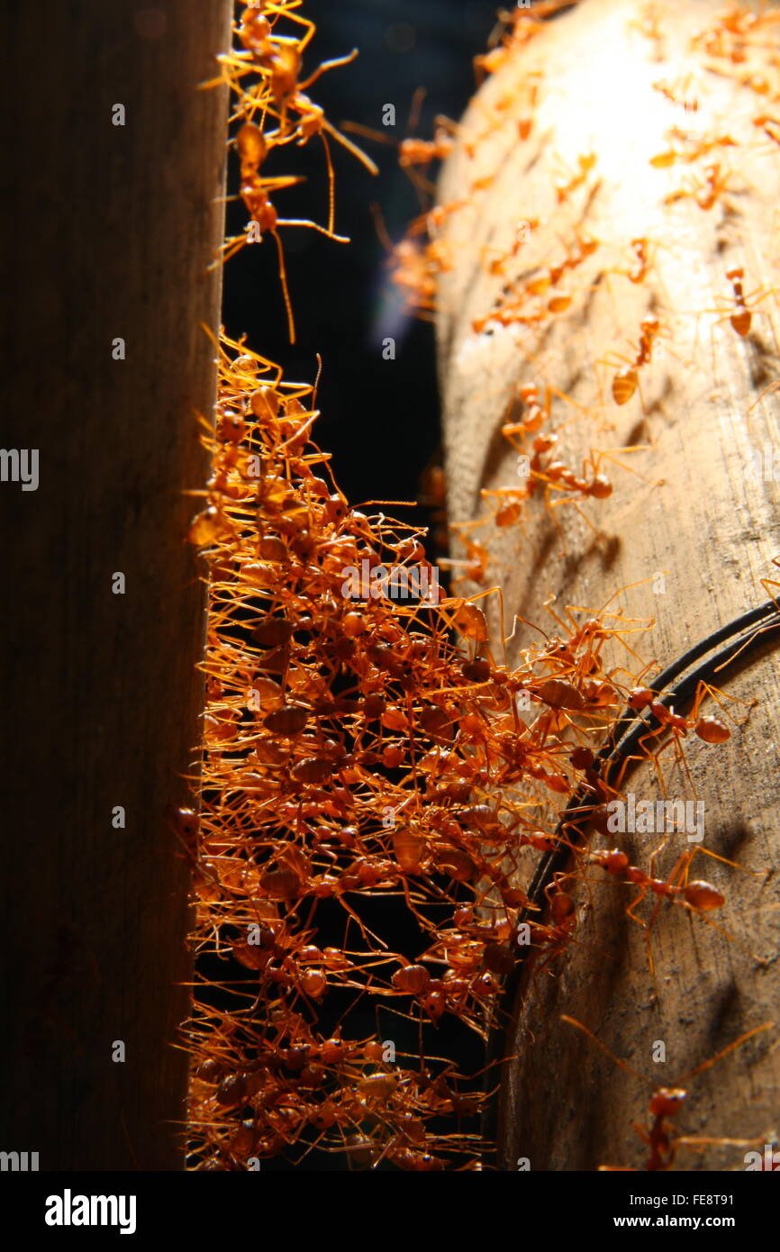 Wooden ants hi-res stock photography and images - Alamy