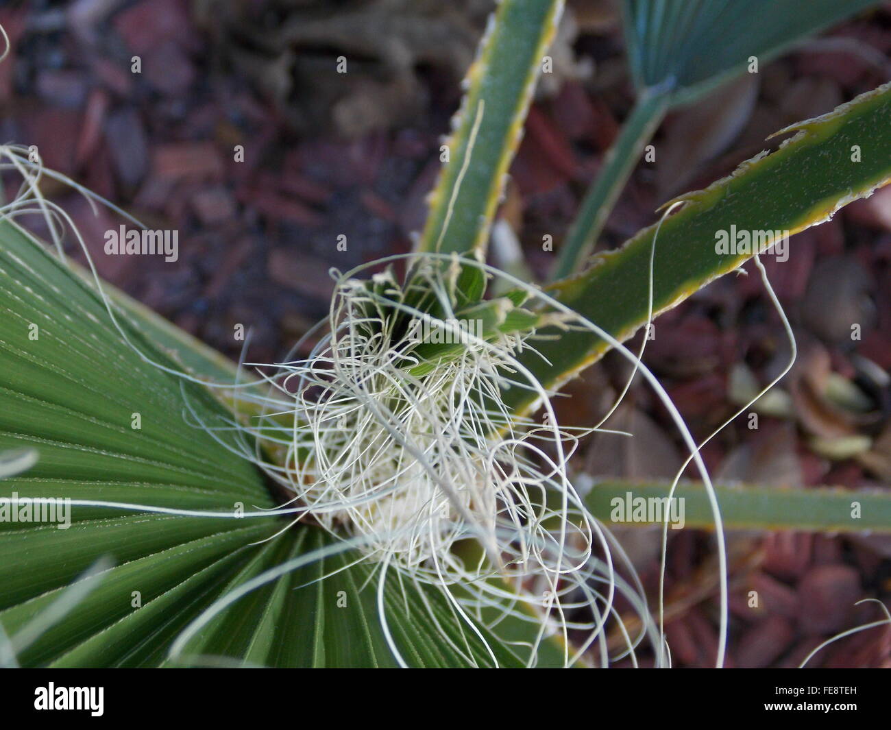 White Fungi High Resolution Stock Photography and Images - Alamy
