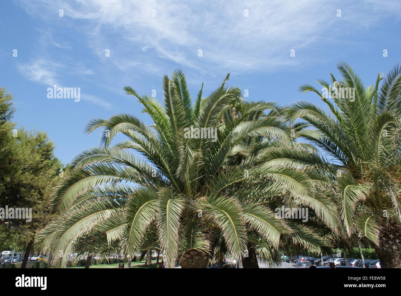 Above palm trees hi-res stock photography and images - Alamy