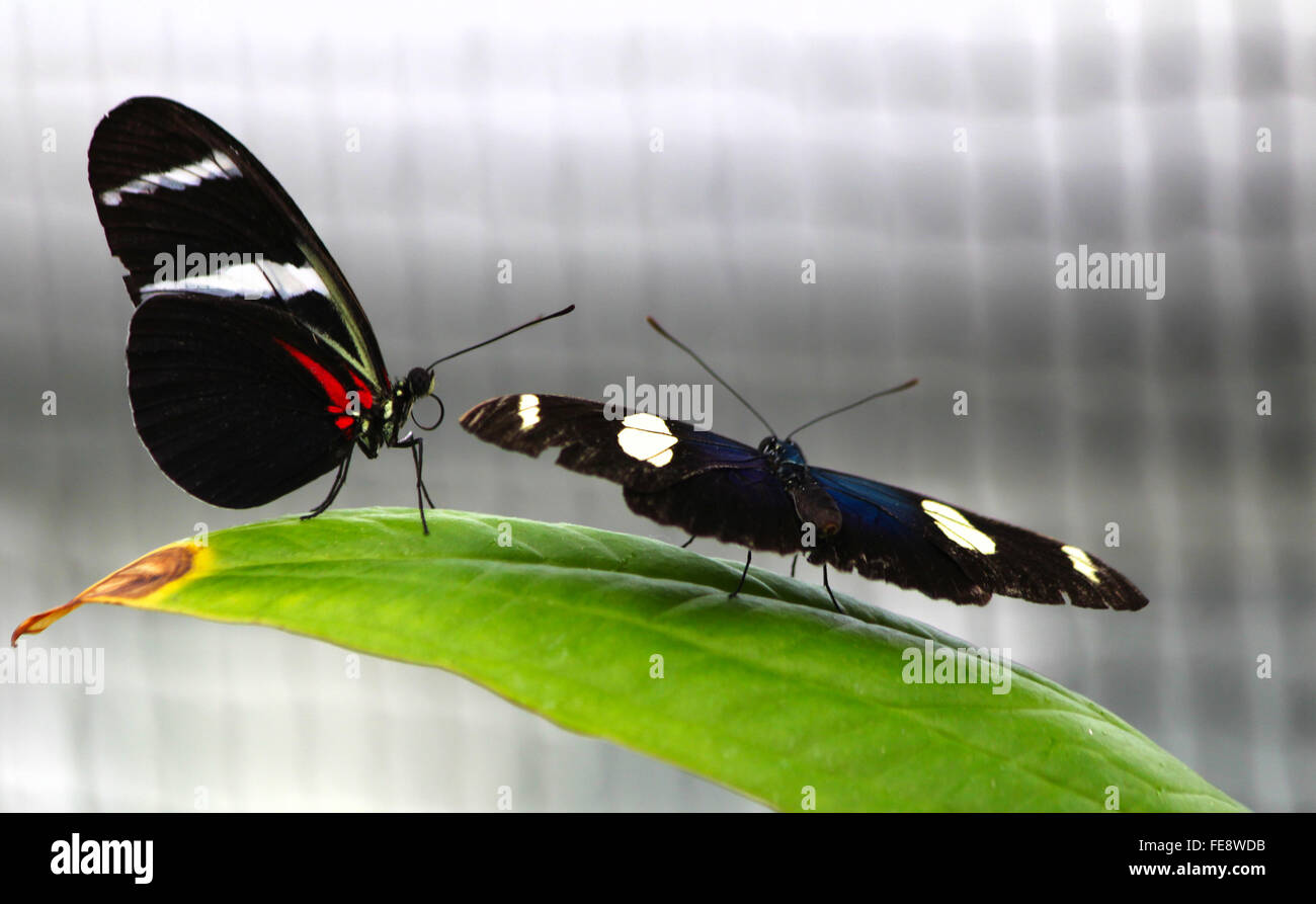 Two butterfly hi-res stock photography and images - Alamy