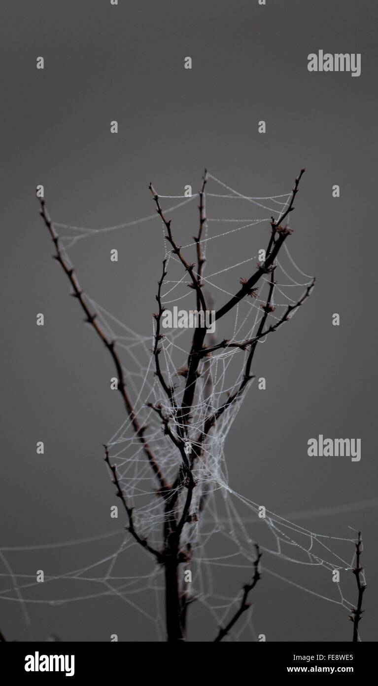 Dead plant covered spider web hi-res stock photography and images - Alamy