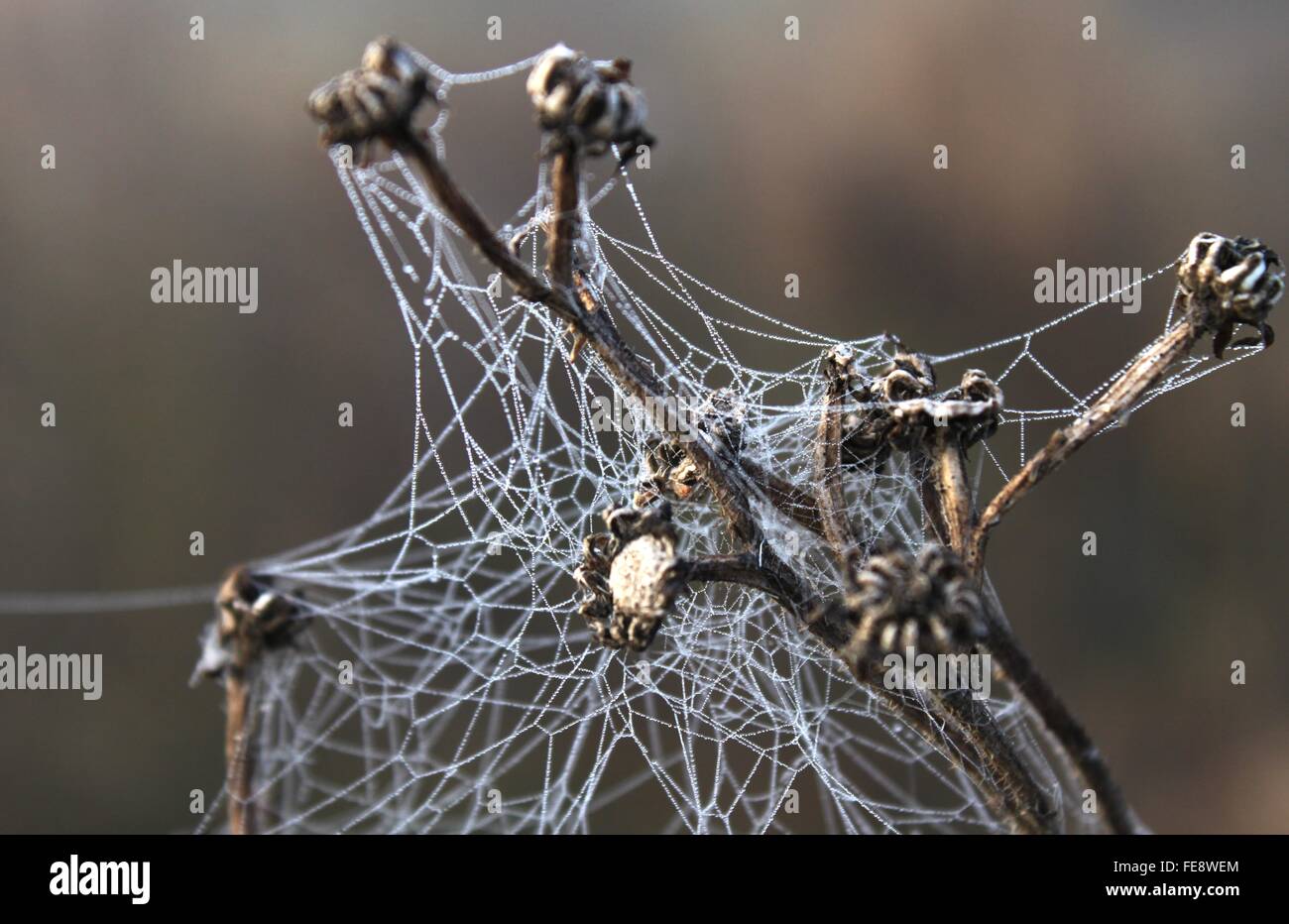 Flower Markings Stock Photos & Flower Markings Stock Images - Alamy