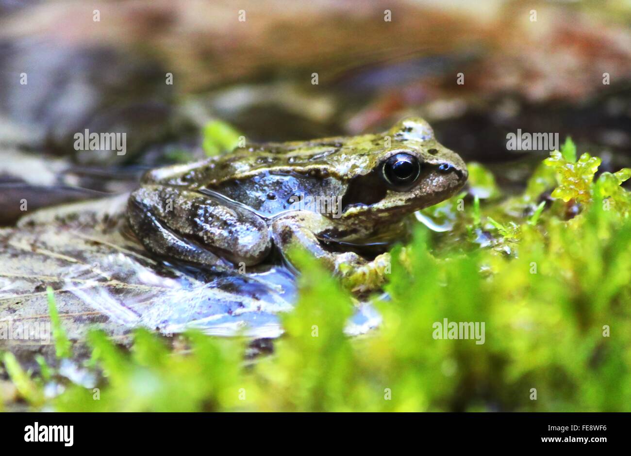 Close-Up Of Frog Stock Photo - Alamy
