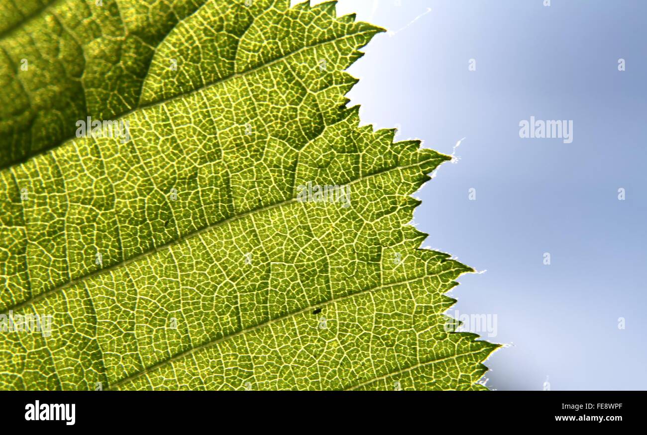 Close up leaf veins hi-res stock photography and images - Alamy