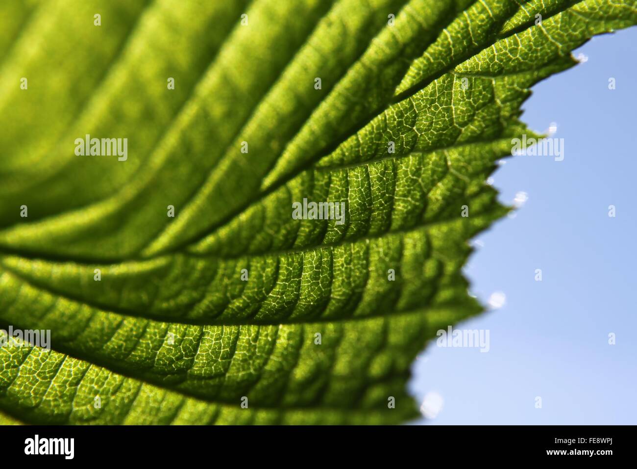 Close up leaf veins hi-res stock photography and images - Alamy
