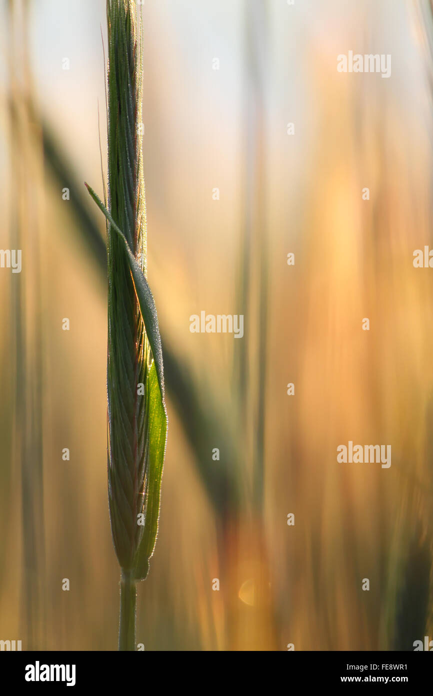 Growing crop of wheat hi-res stock photography and images - Alamy