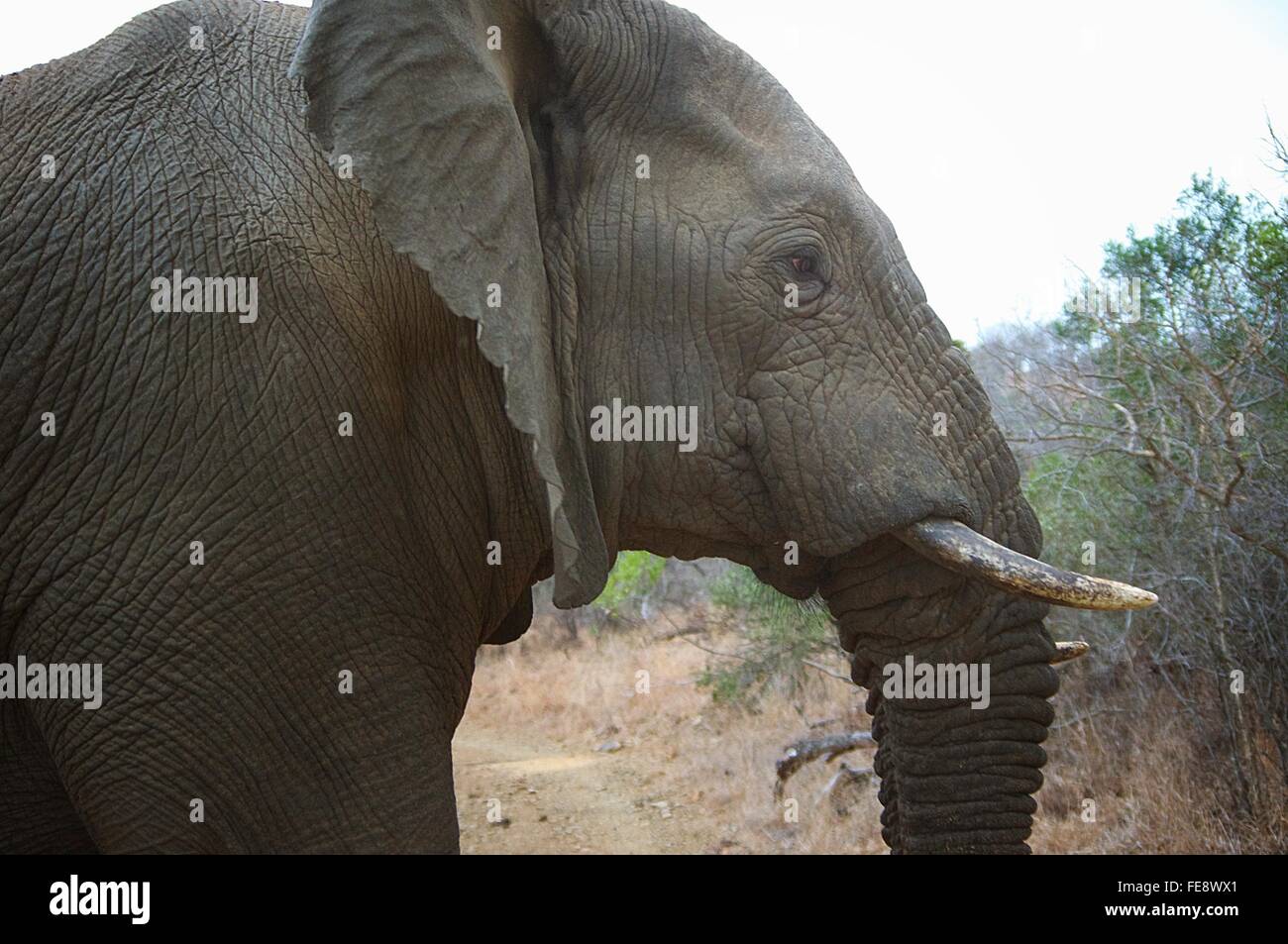 Side View Of Elephant Stock Photo - Alamy