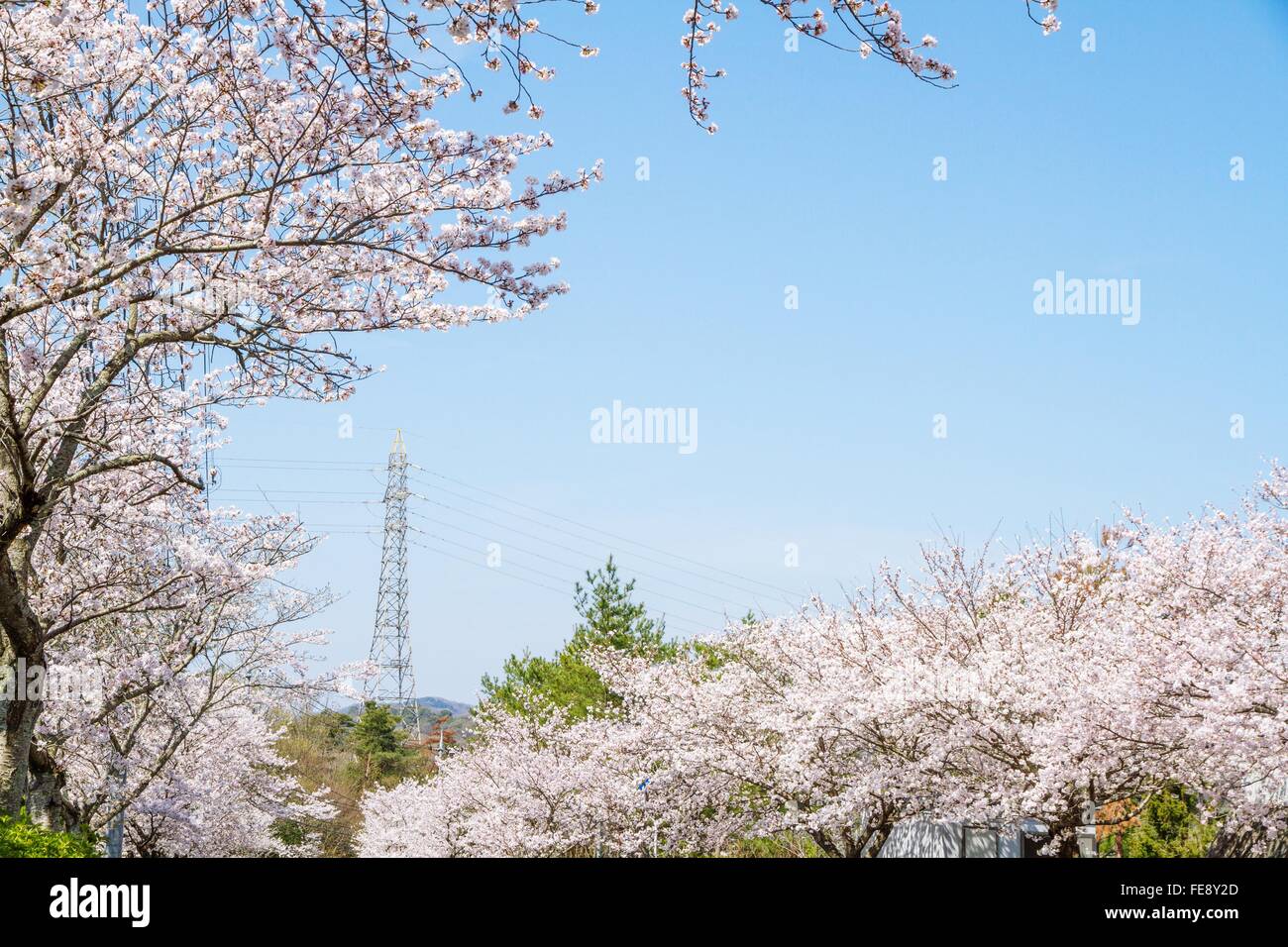 Blossom trees line hi-res stock photography and images - Alamy
